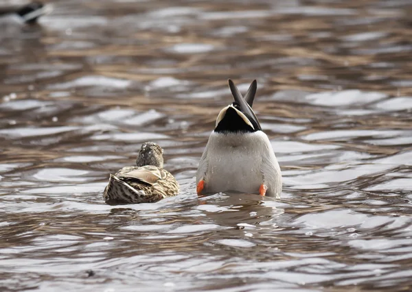 Duck swimming upside down | Ducks swim upside down — Stock Photo ...