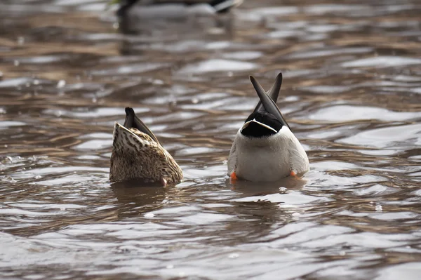 Ducks upside down in a lake — Stock Photo © Enskanto #114355784