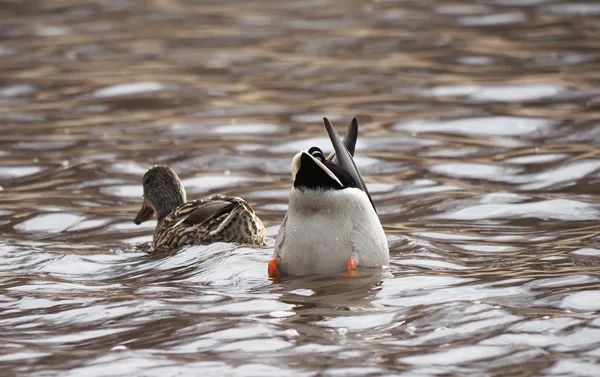 Duck swimming upside down | Ducks swim upside down — Stock Photo ...