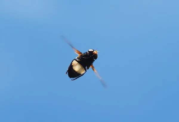 Insectos voladores fotos de stock, imágenes de Insectos voladores sin ...