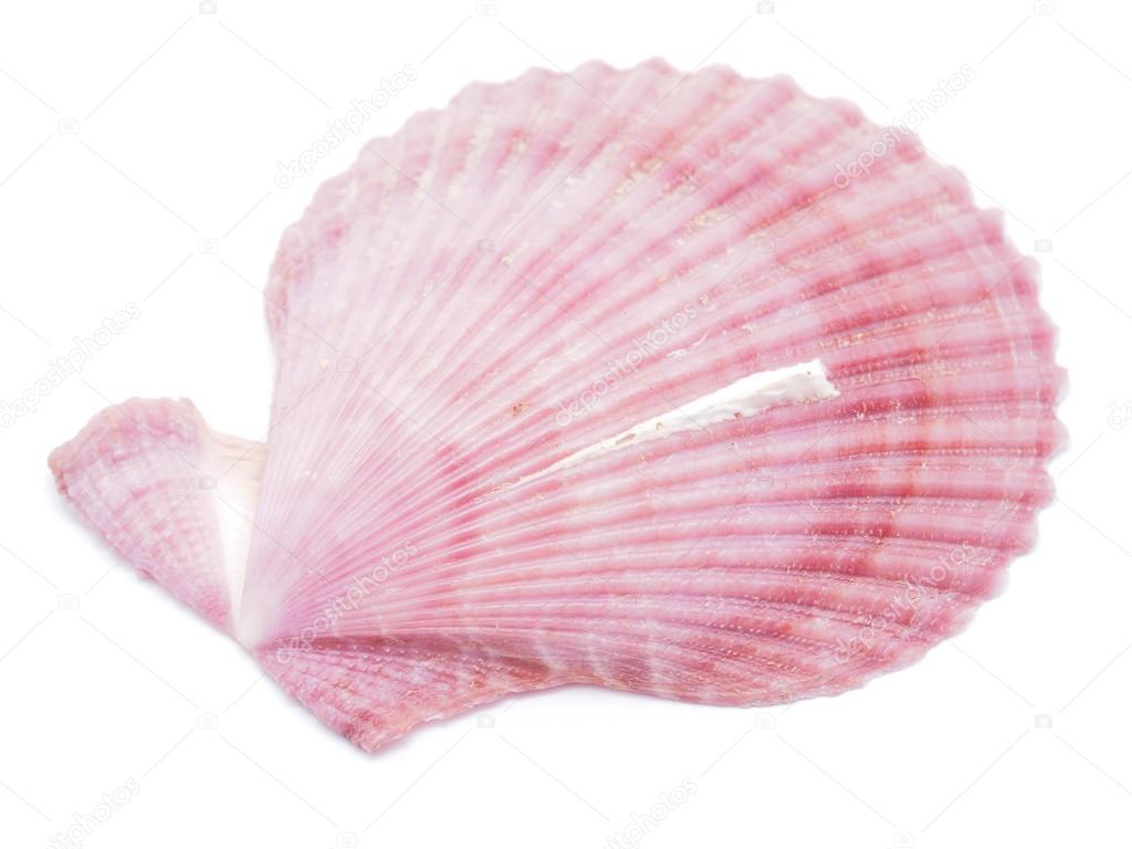 Seashell Stock Photo by ©Enskanto 53576521