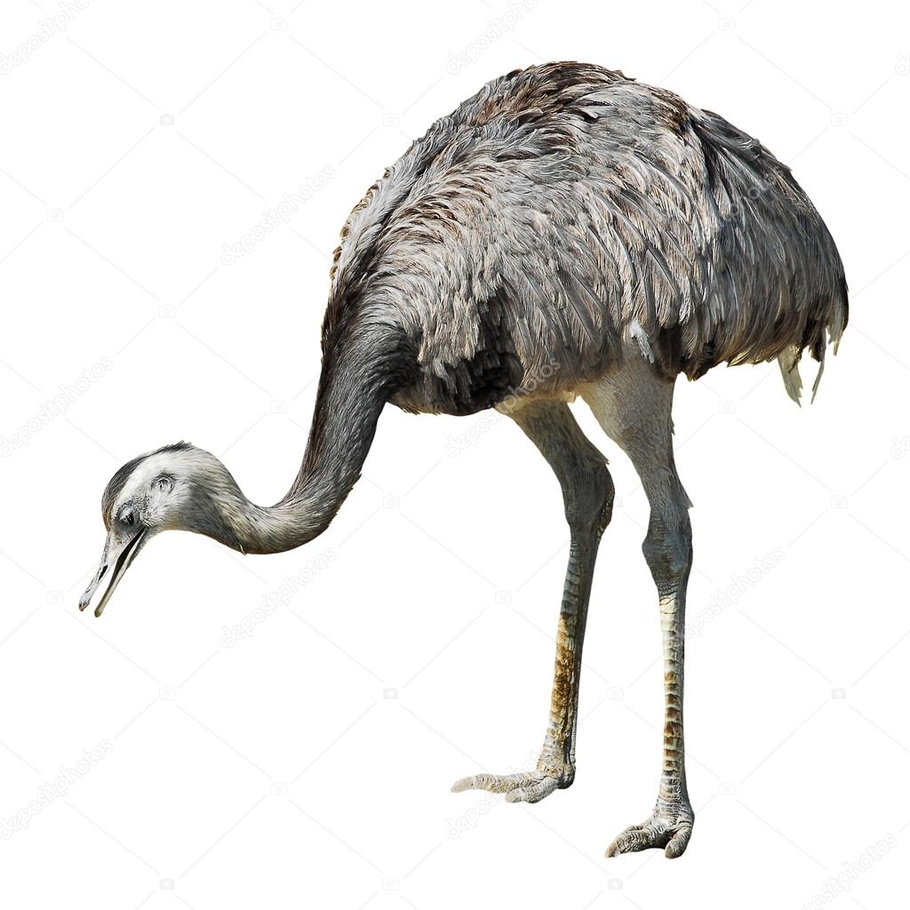 Isolated Greater Rhea Stock Photo by ©Christian 109785162
