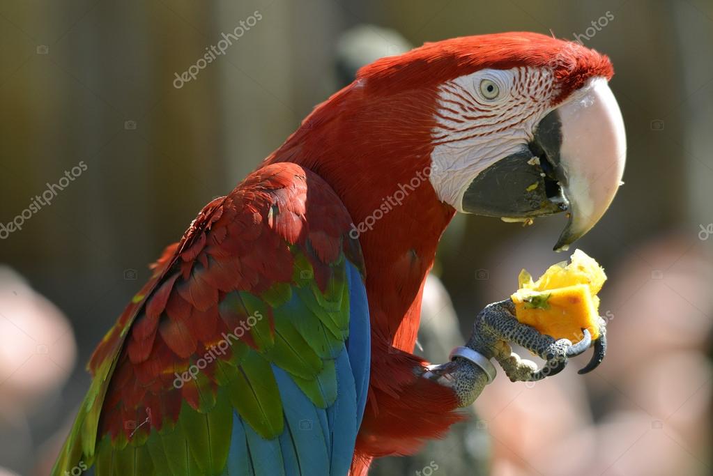 What Parrots Eat Fruit at Isla Lascelles blog