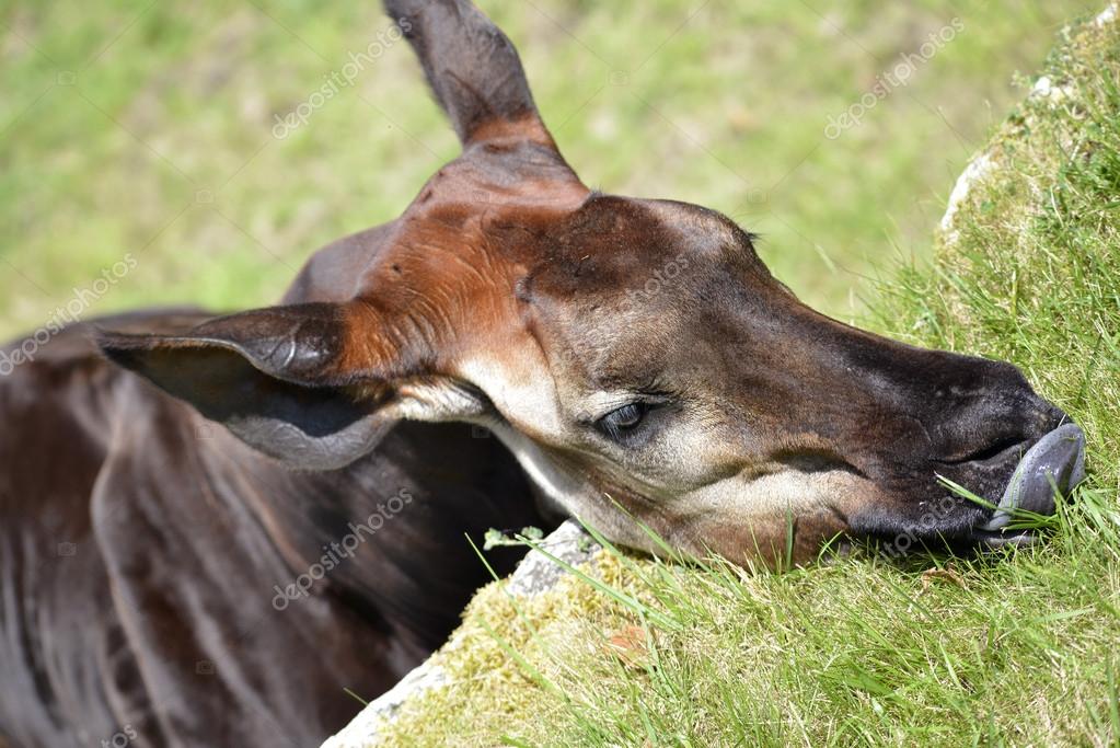 Okapi Eating
