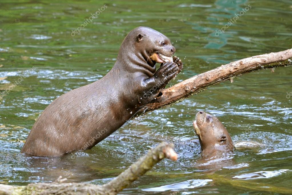 nutria gigante comiendo un pescado 2022