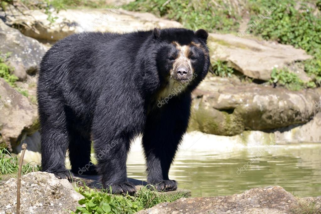Andean bear Stock Photo by ©Christian 59798955