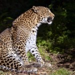Leopard sitting, roaring, Panthera pardus — Stock Photo © lifeonwhite ...