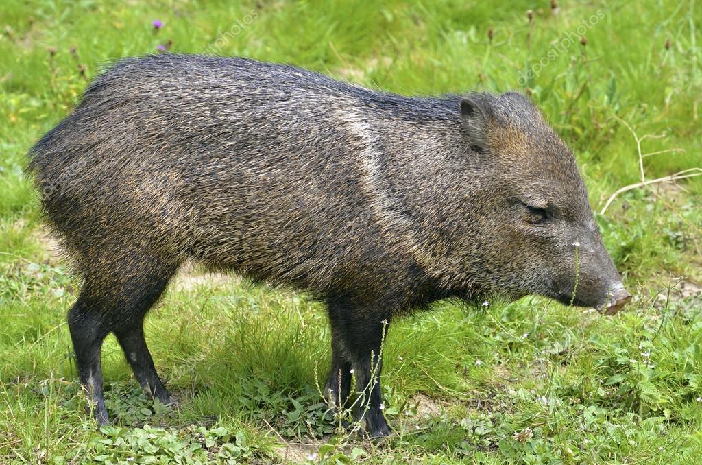 Collared Peccary on grass Stock Photo by ©Christian 91398430