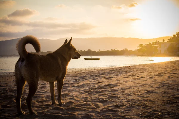 Dog on beach looking sunset. Stock Photo by ©emaria 57037923