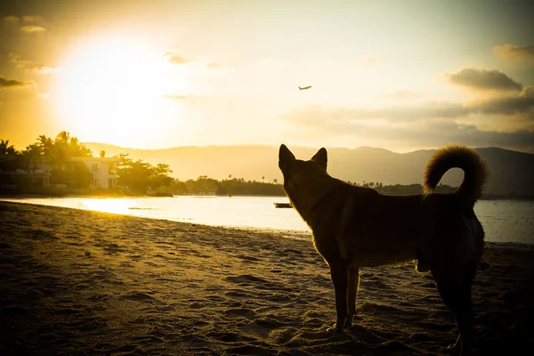 Dog on beach looking sunset. Stock Photo by ©emaria 57037923