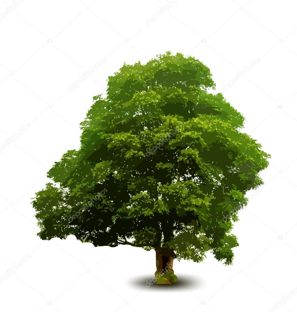 Summer tree vector illustration Stock Vector Image by ©emaria #57666019