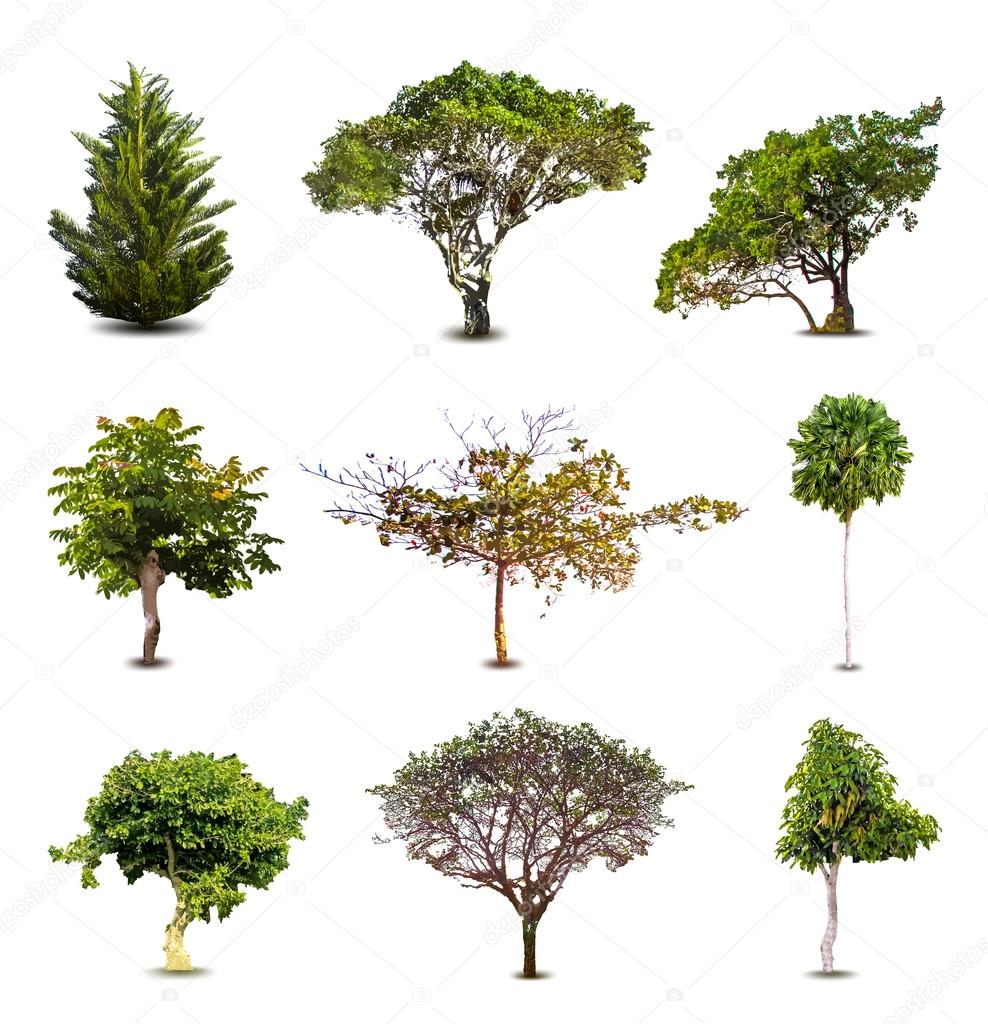 Collection Of Trees isolated On White Background. Vector Stock Vector ...
