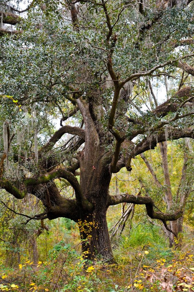 Live Oak — Stock Photo © EyeMark #60477071