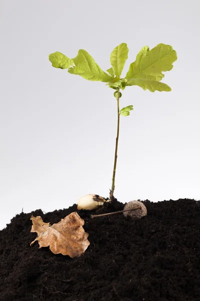 Tree seedling Stock Photos, Royalty Free Tree seedling Images ...