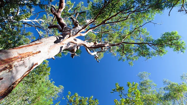 Gum tree Images - Search Images on Everypixel