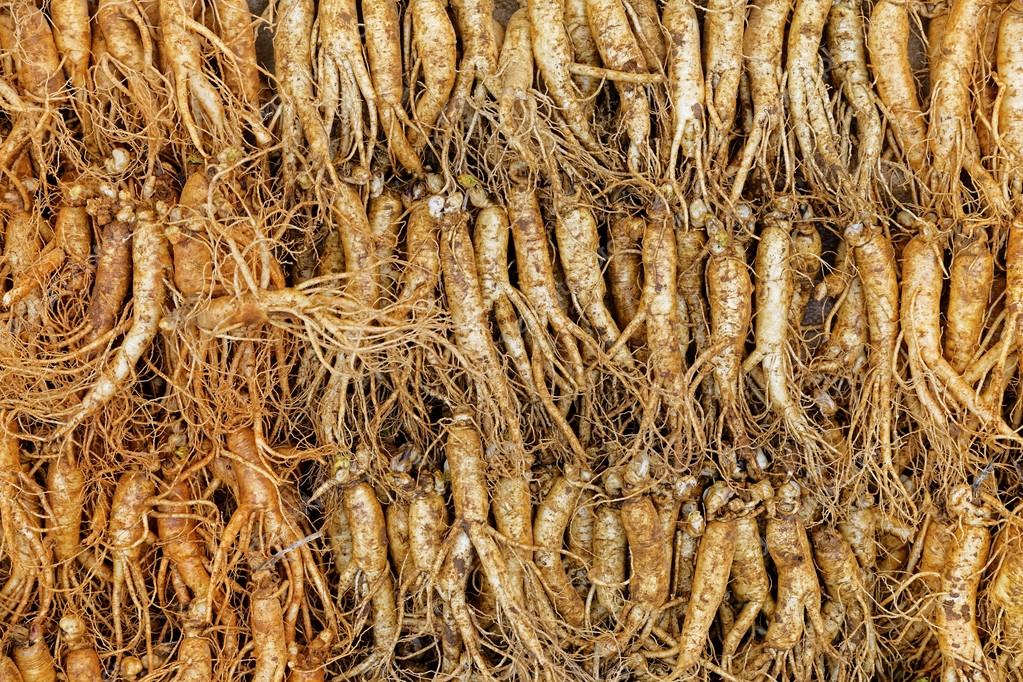 Crowd of real ginseng Stock Photo by ©cozyta 73857183