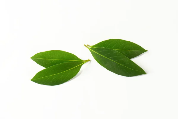 Feuilles de laurier frais images libres de droit, photos de Feuilles de ...