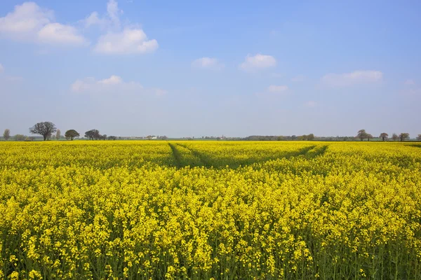 Mustard field Stock Photos, Royalty Free Mustard field Images ...