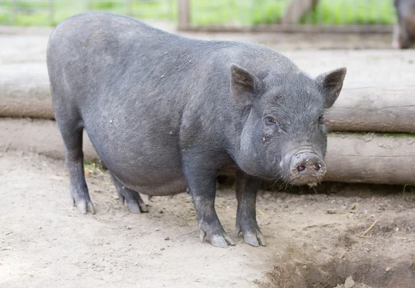Cute fat pot-bellied pigs on free meadow of private farm Stock Photo by ...