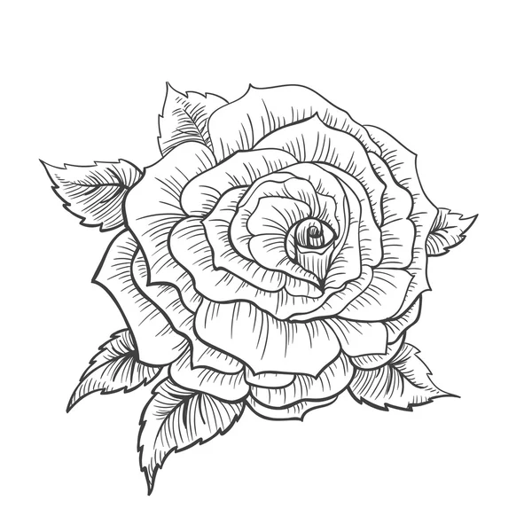 Rózsa rajz Stock fotók, Rózsa rajz Jogdíjmentes képek | Depositphotos