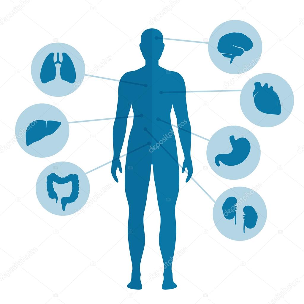 Órganos humanos vectores 2024