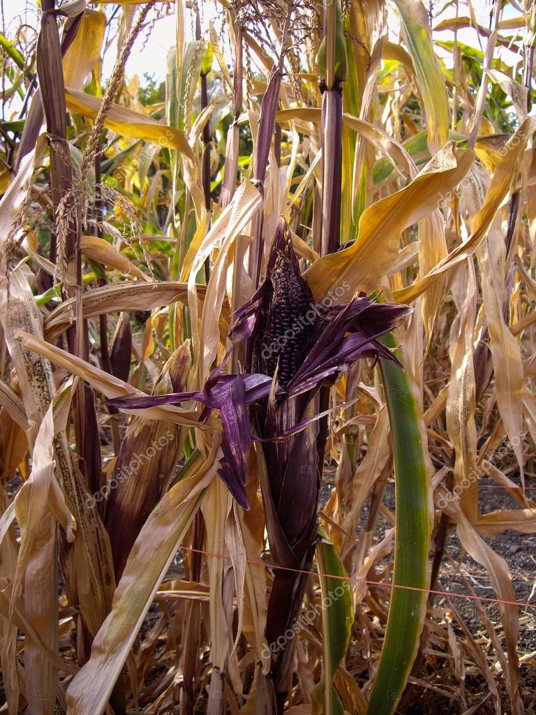Purple Corn on the Cob in corn field — Stock Photo © emattil #56435975
