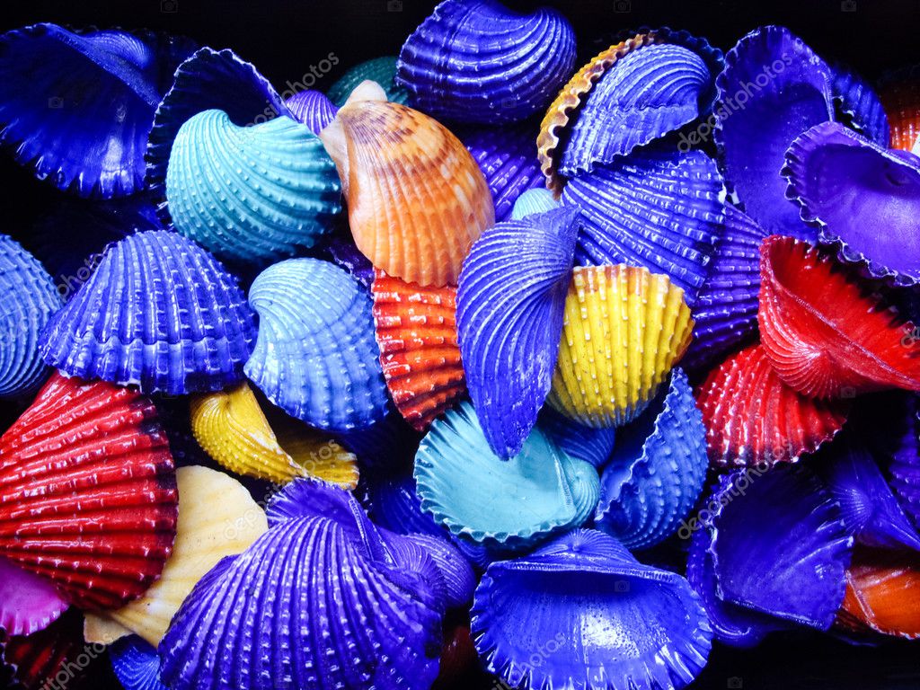 Bold Color Shells — Stock Photo © emattil #99713380