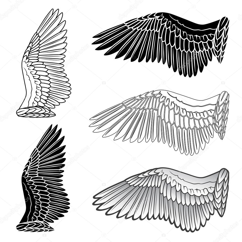 Dove bird wings set Stock Vector Image by ©arlatis #115021118