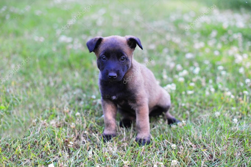 Jeune chiot berger belge malinois image libre de droit par Taden1 ...