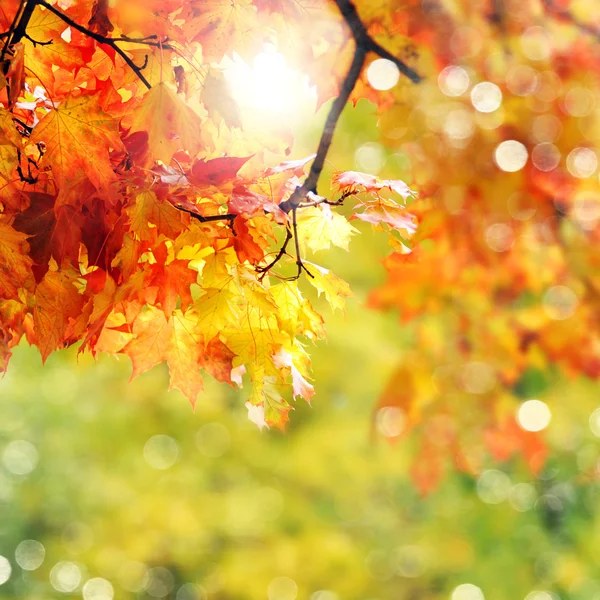Autumn leaves Stock Photos, Royalty Free Autumn leaves Images ...