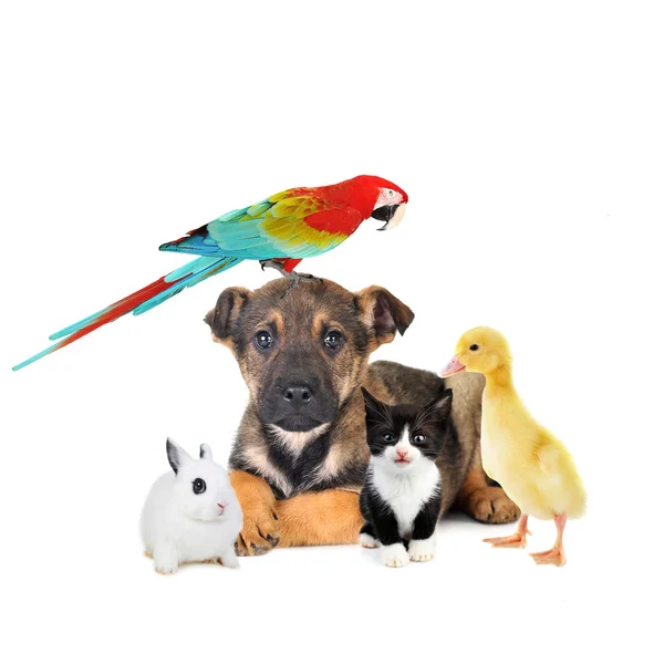 Dog cat rabbit Stock Photos, Royalty Free Dog cat rabbit Images ...