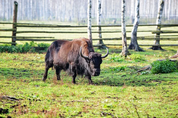 Long haired yak — Stock Photo © Taden1 #61634707