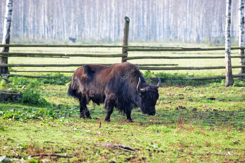 Long haired yak — Stock Photo © Taden1 #61634707