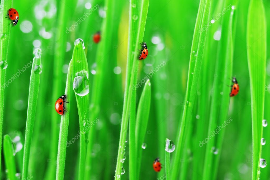 Ladybugs on green grass Stock Photo by ©Taden1 69211245