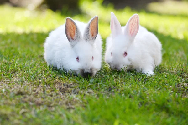 White Rabbits Wallpapers