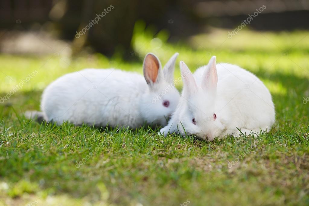 White Rabbit Latest Wallpaper 100,000+ Free White Rabbit & Rabbit