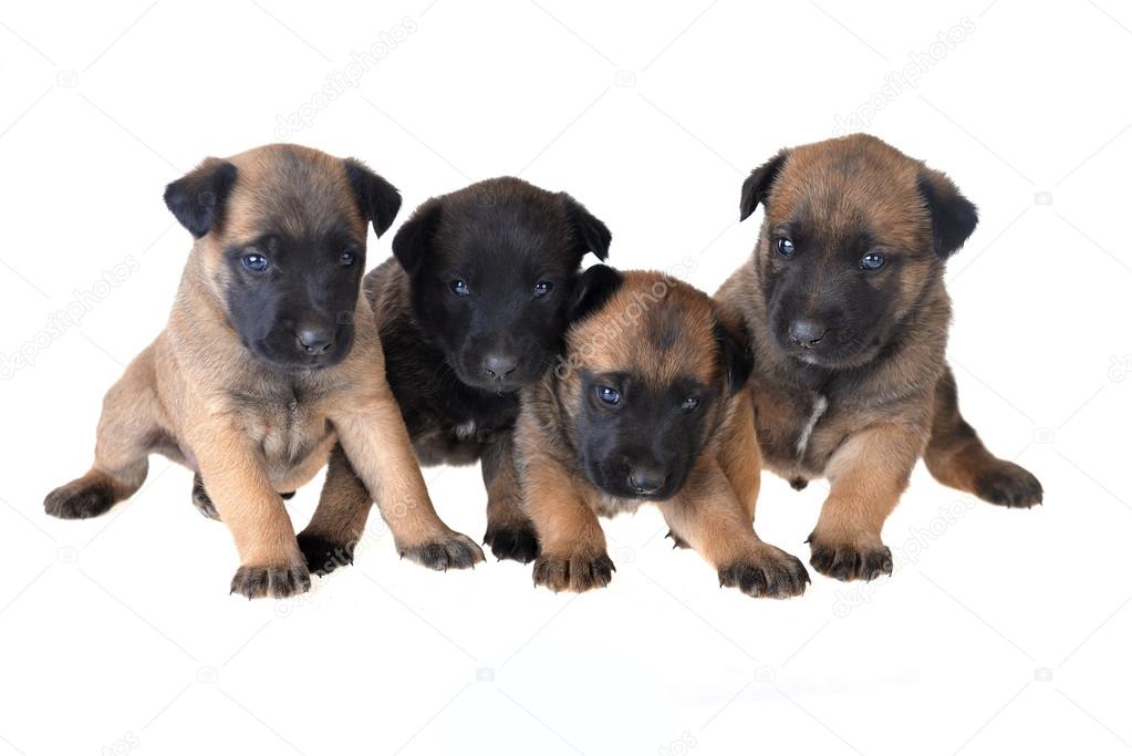 Cute young puppies — Stock Photo © Taden1 #88111048