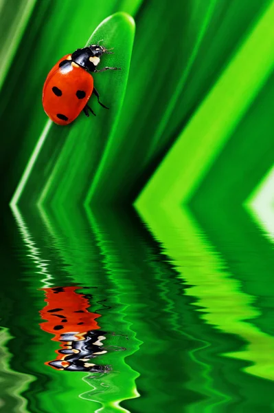 ᐈ Ladybugs wallpaper stock pictures, Royalty Free ladybugs leaves ...