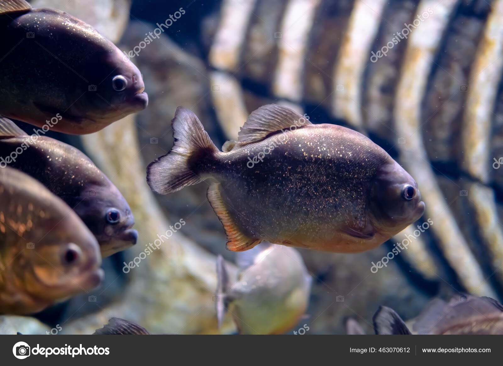 Predatory Aquarium Fish