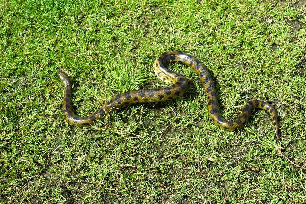 Green anaconda (Eunectes murinus) — Stock Photo © Toniflap #86970336