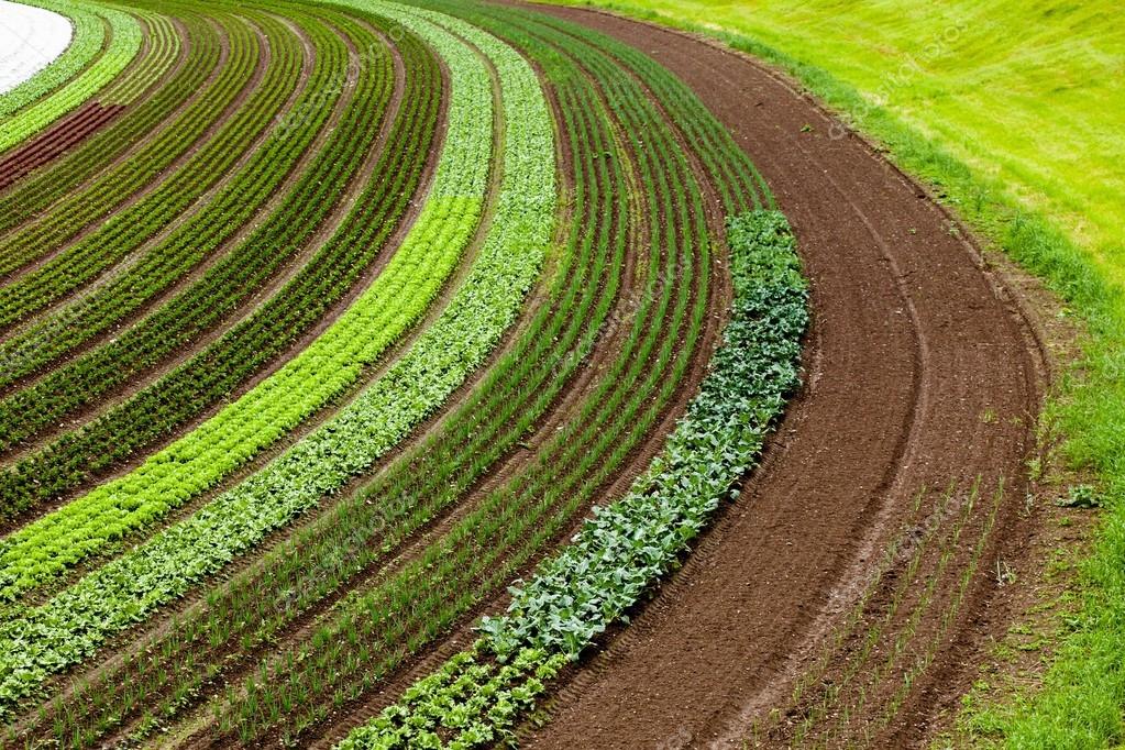 Cultivated land with vegetable patches Stock Photo by ©nikkytok 102924526