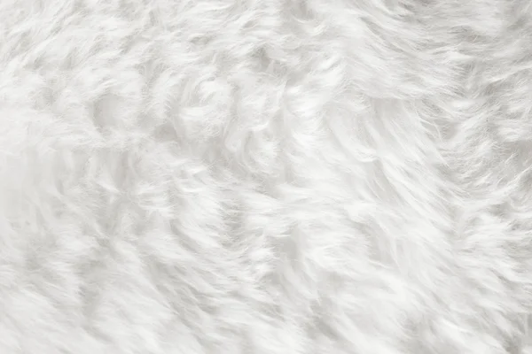 White fur background Stock Photos, Royalty Free White fur background ...