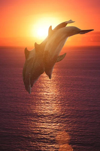 1,386 Dolphin sunset Stock Photos, Images | Download Dolphin sunset ...