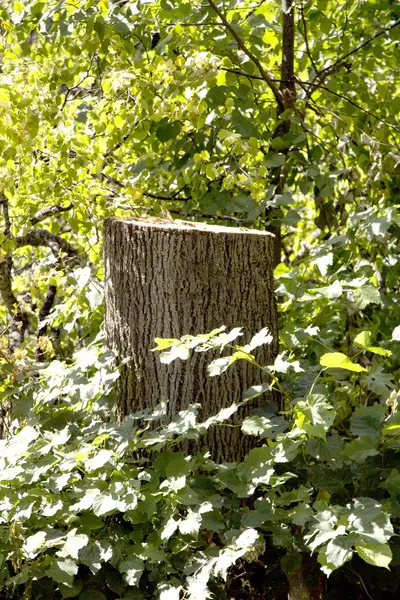 Table in forest Stock Photos, Royalty Free Table in forest Images ...