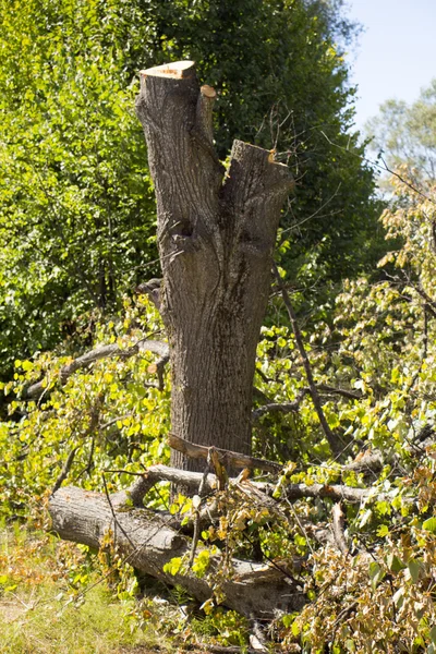 cut tree trunks , deforestation concept - Stock Image - Everypixel