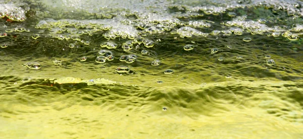 Spherical algae Stock Photos, Royalty Free Spherical algae Images ...