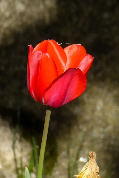 Die tulpe Stock Photos, Royalty Free Die tulpe Images | Depositphotos