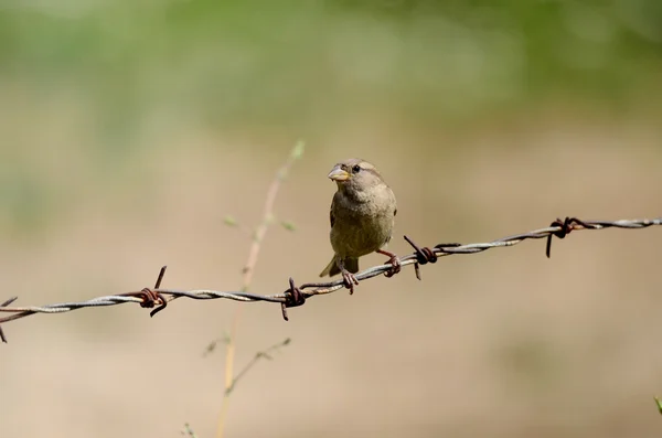 House sparrow on a rusty barbed wire - Stock Image - Everypixel