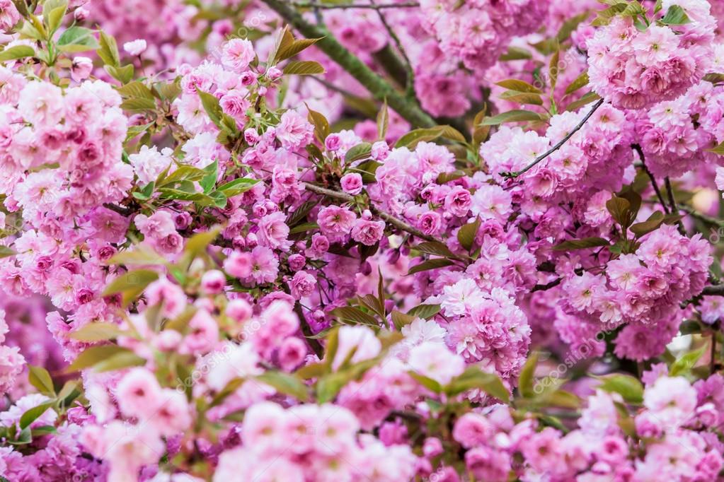 Rosa Blumen am Baum - Stockfotografie: lizenzfreie Fotos © ewastudio ...