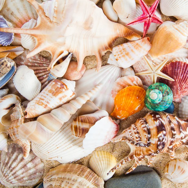 Nice sea shells and sea stars Stock Photo by ©strelok 77086915